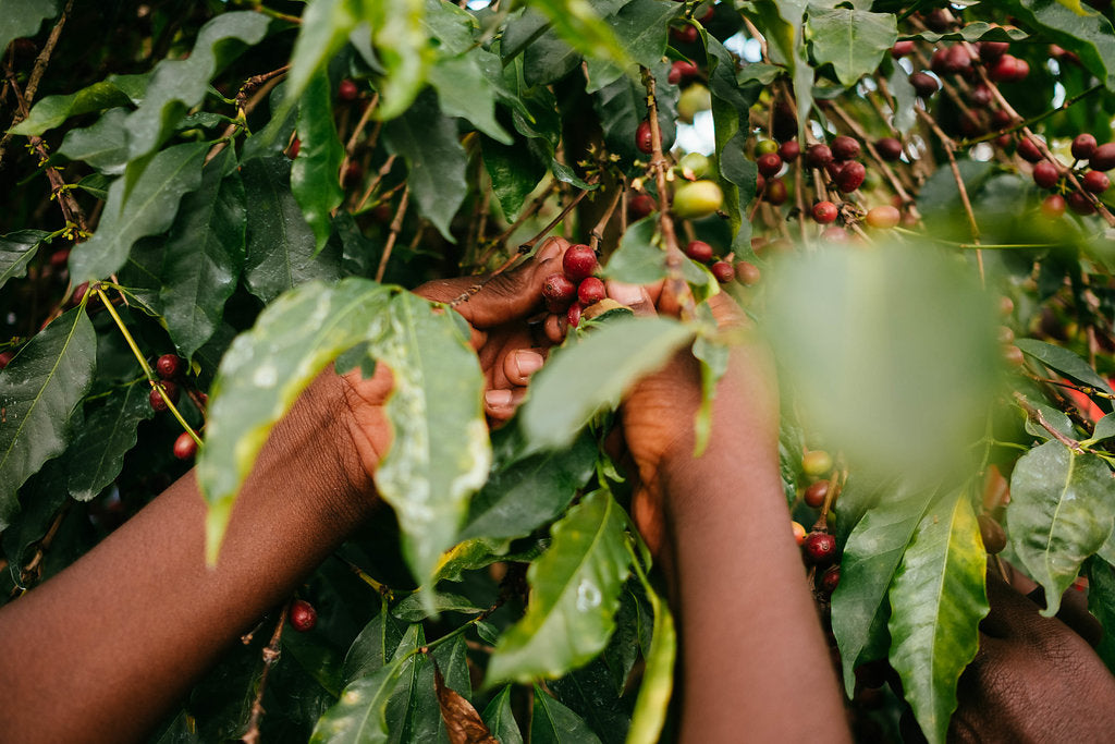 Single Origins Coffee Beans Singapore | Common Man Coffee Roasters