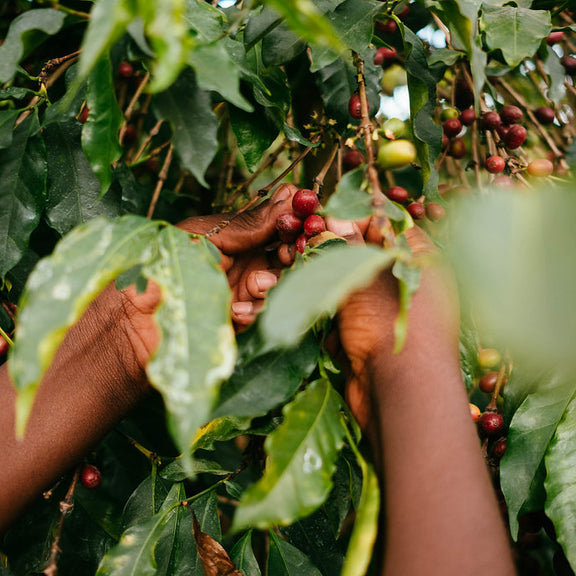 Common Man Coffee Roasters Locations | Explore Our Cafes in Singapore